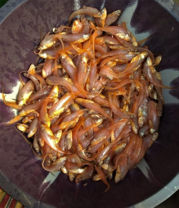 Small edible fishes of eastern India and declining diversity